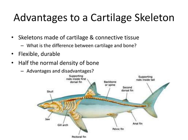 Sharks skates and rays | PPT