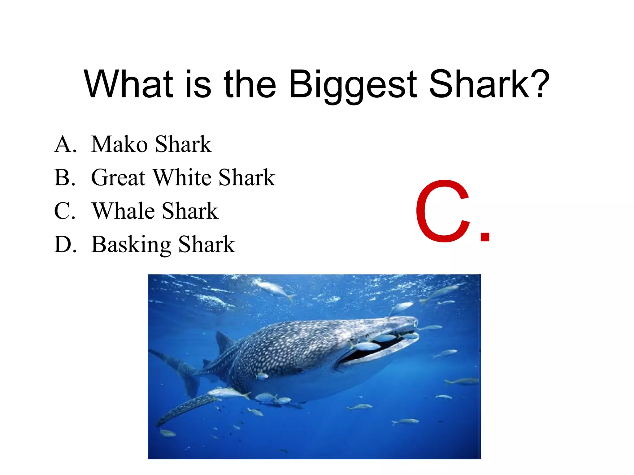 Shark Trivia 5th Grade Web | PPT | Fish and Aquariums | Pets