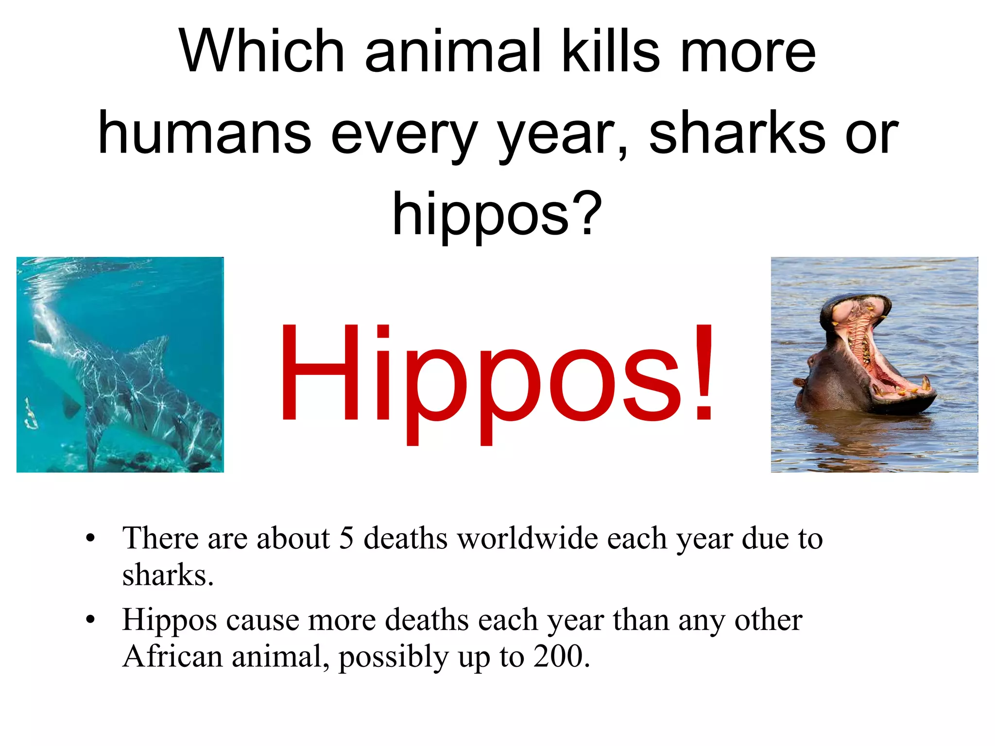 Shark Trivia 5th Grade Web | PPT | Fish and Aquariums | Pets