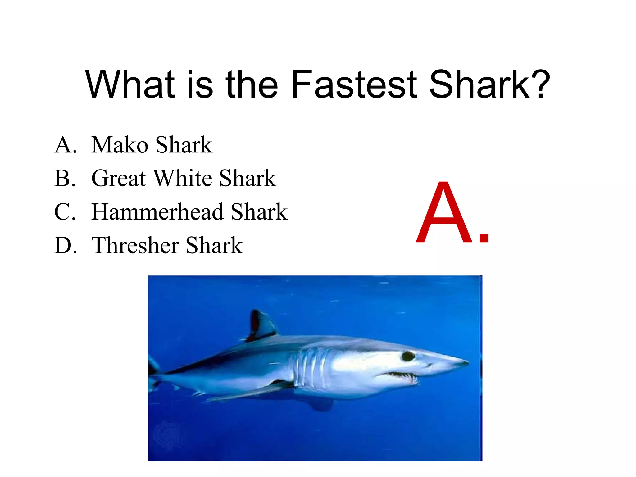 Shark Trivia 5th Grade Web | PPT