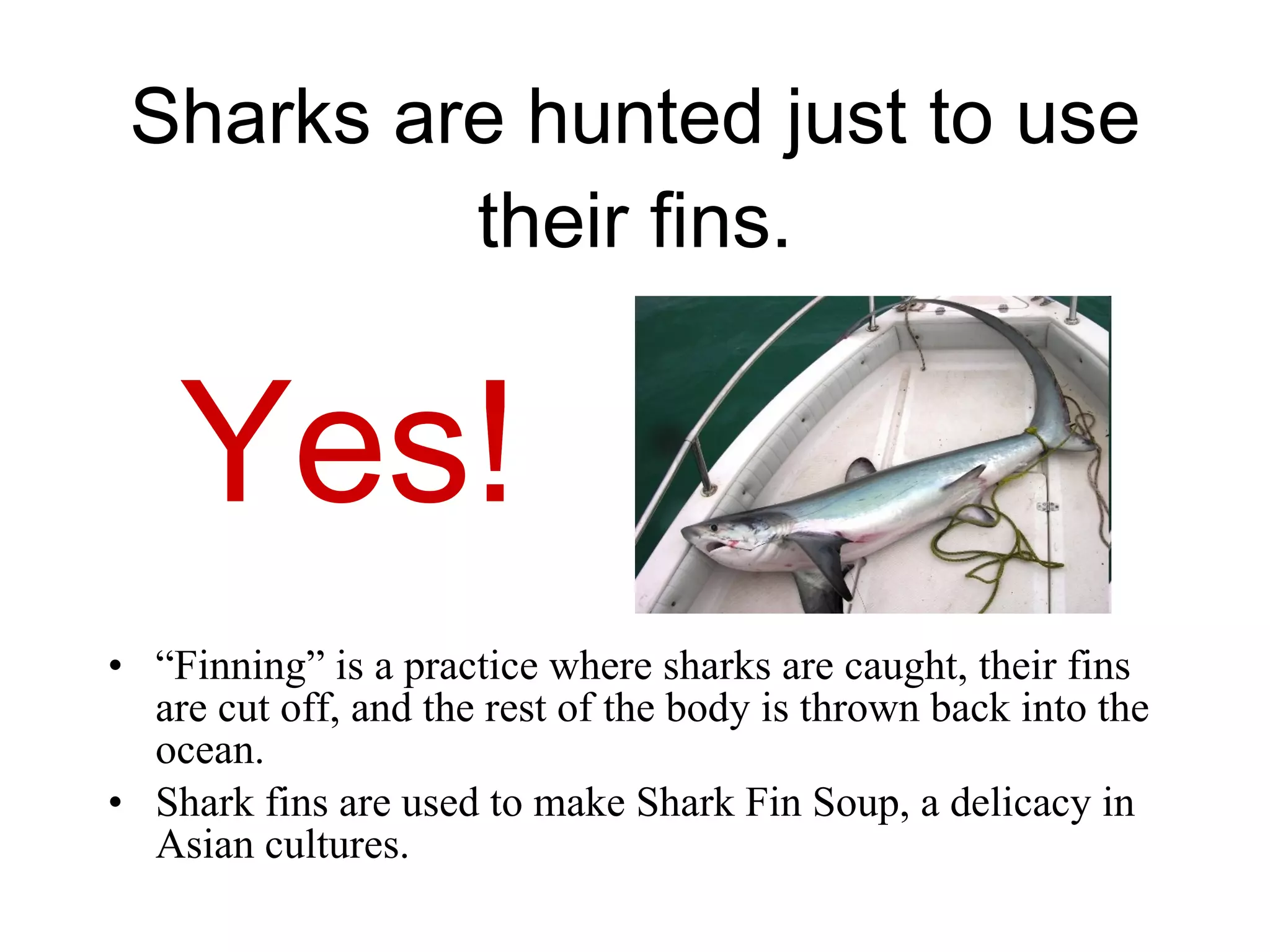 Shark Trivia 5th Grade Web | PPT | Fish and Aquariums | Pets