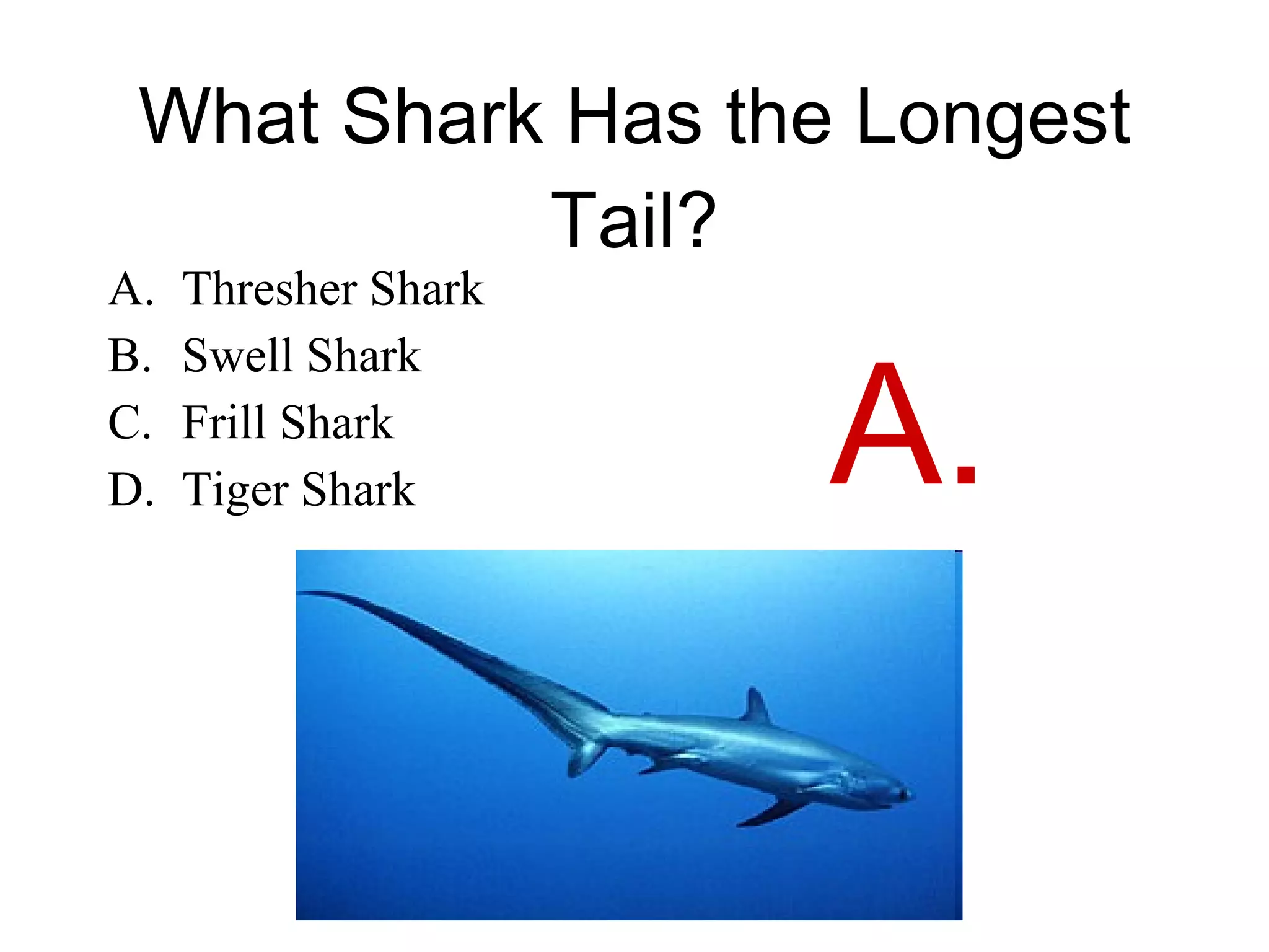 Shark Trivia 5th Grade Web | PPT | Fish and Aquariums | Pets