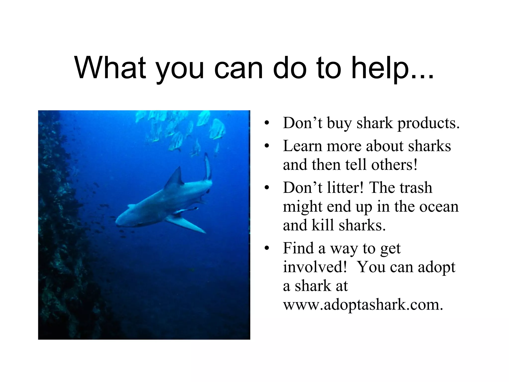 Shark Trivia 5th Grade Web | PPT | Fish and Aquariums | Pets