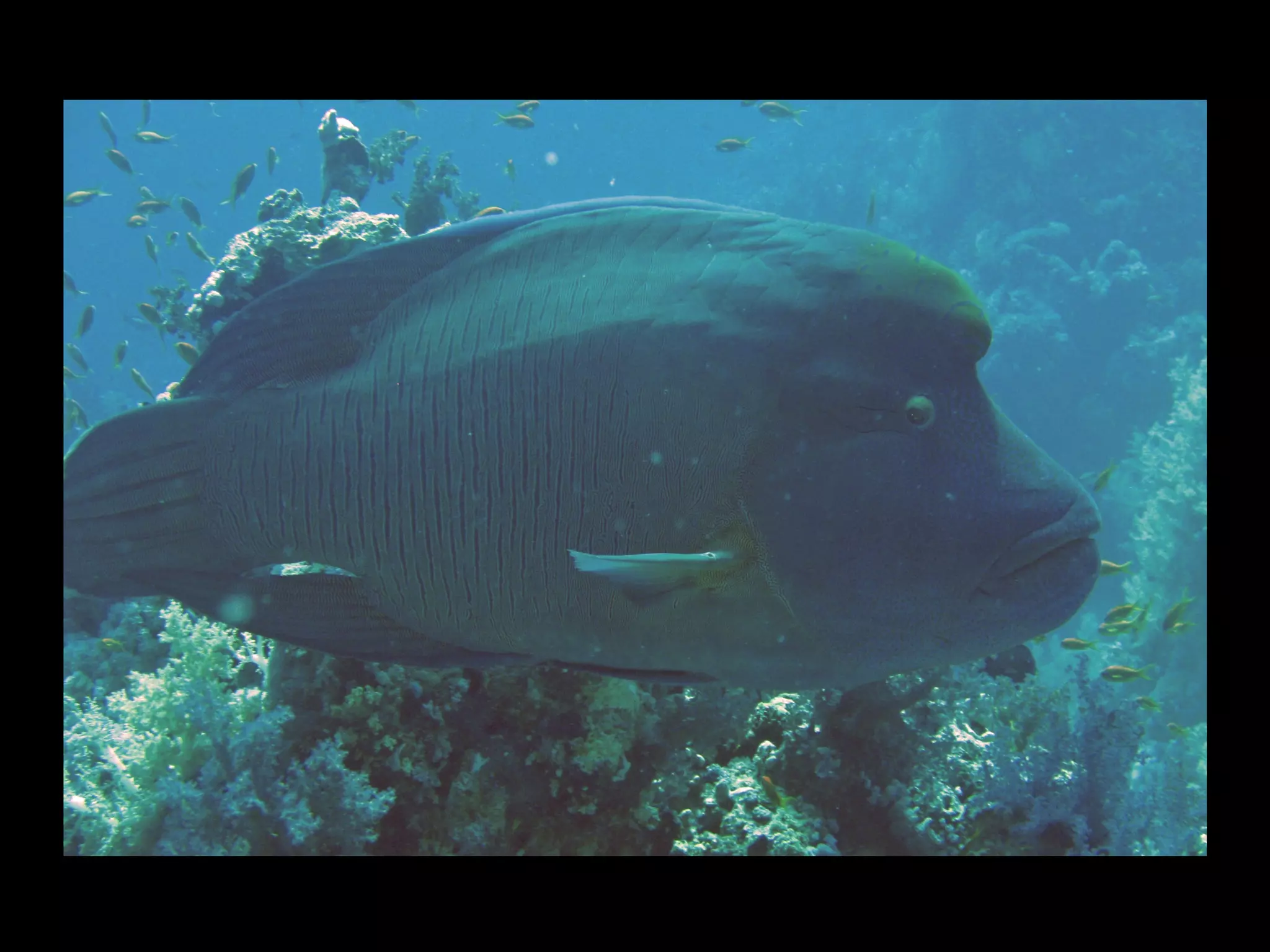 Shark & yolanda | PPT