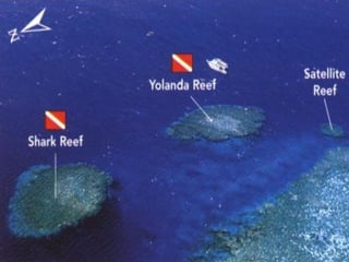 Shark & yolanda | PPT