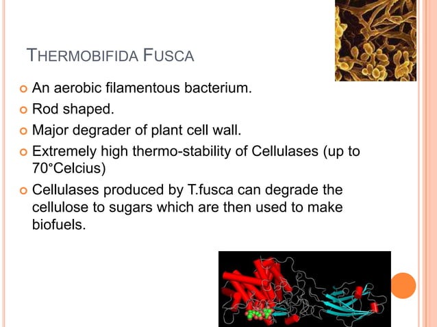Fermentation Analysis of Cellulolytic Microorganism Thermobifida Fusca ...