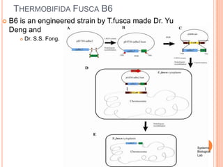 Fermentation Analysis of Cellulolytic Microorganism Thermobifida Fusca ...