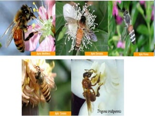 Apiculture | PPT | Beekeeping | Hobbies & Interests