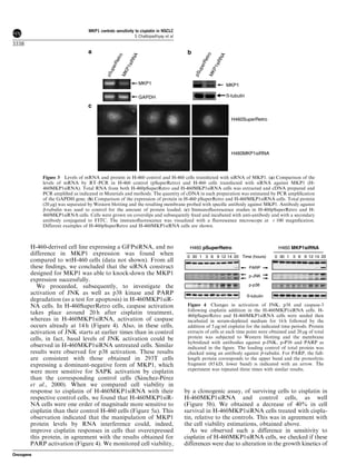 Sharmila Oncogene | PDF