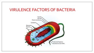 Medical Bacteriology - Virulence factors of bacteria causing human infection | PDF
