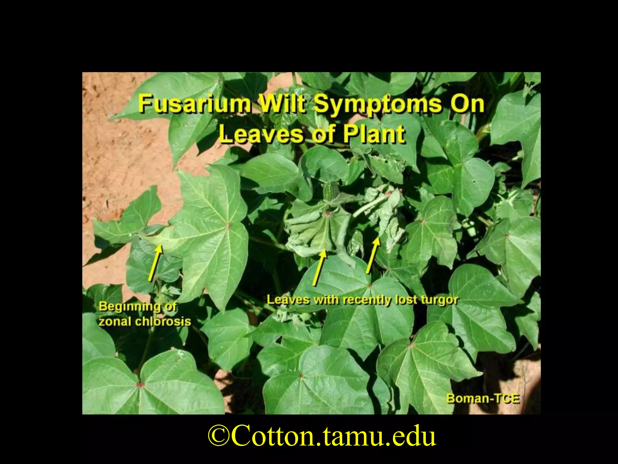 Fusarium Wilt Of Cotton | PPTX