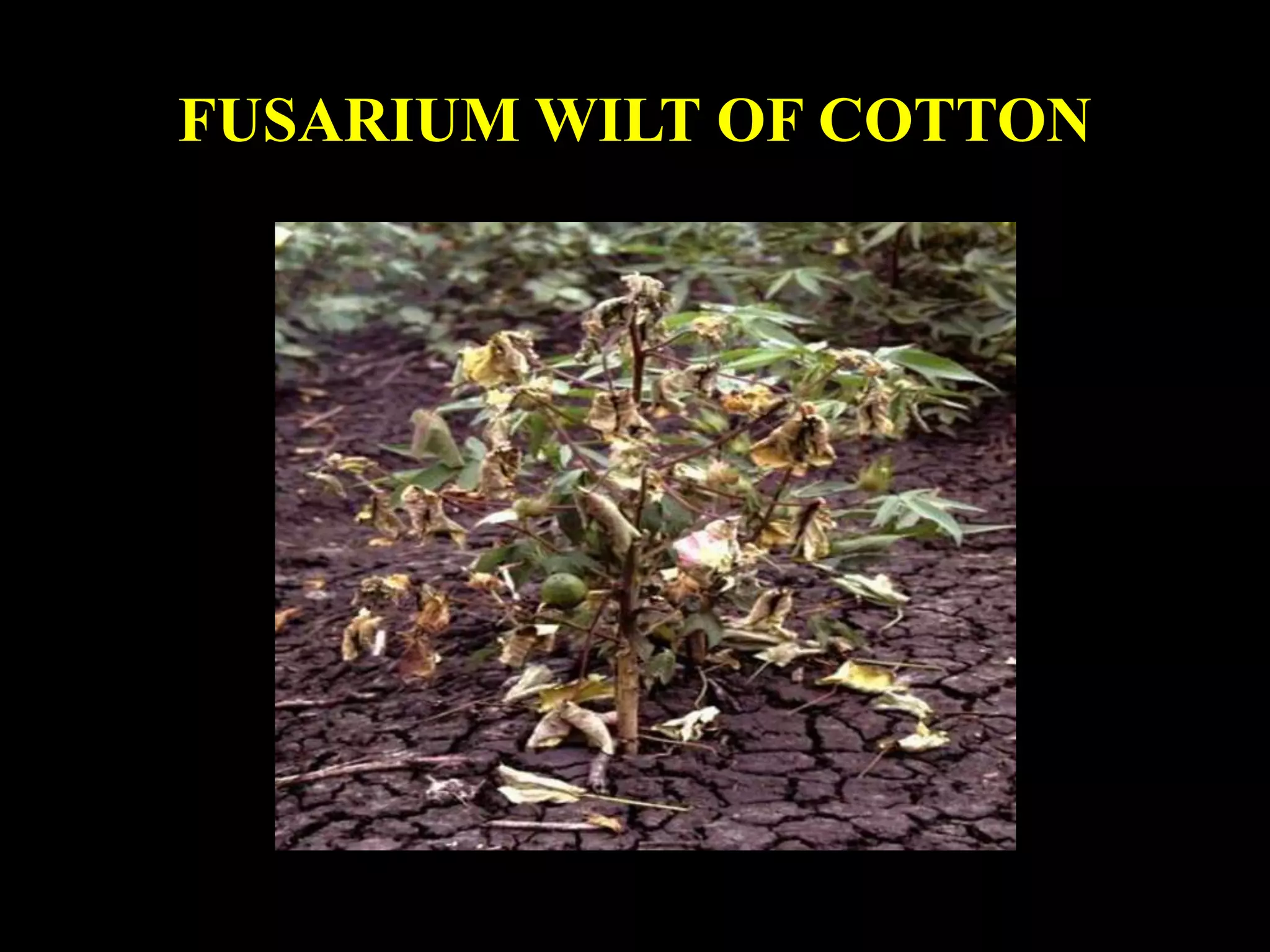 Fusarium Wilt Of Cotton | PPTX