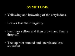 Fusarium Wilt Of Cotton | PPTX