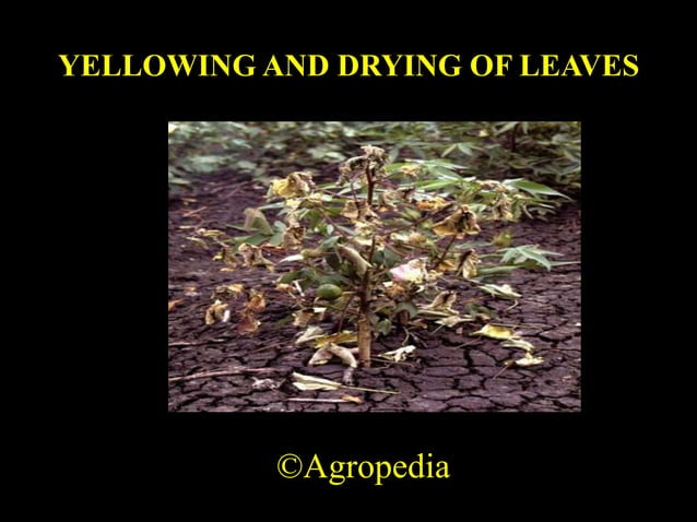 Fusarium Wilt Of Cotton | PPT