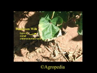 Fusarium Wilt Of Cotton | PPTX