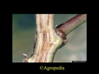Fusarium Wilt Of Cotton | PPTX