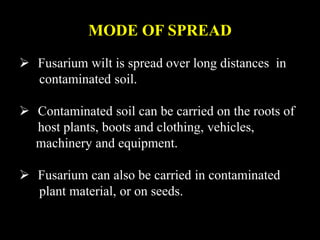 Fusarium Wilt Of Cotton | PPTX