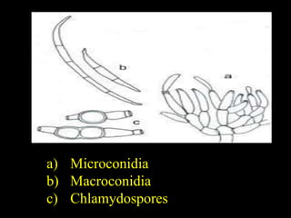 Microconidia Of Fusarium