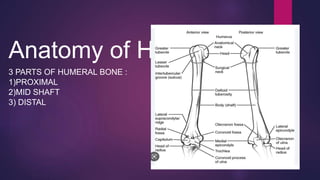 humerus fracture | PPTX