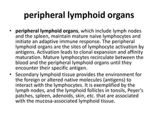 LYMPH NODE | PPTX | Biological Sciences | Science