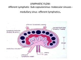 LYMPH NODE | PPTX | Biological Sciences | Science