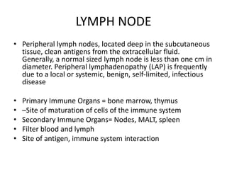 LYMPH NODE | PPTX | Biological Sciences | Science