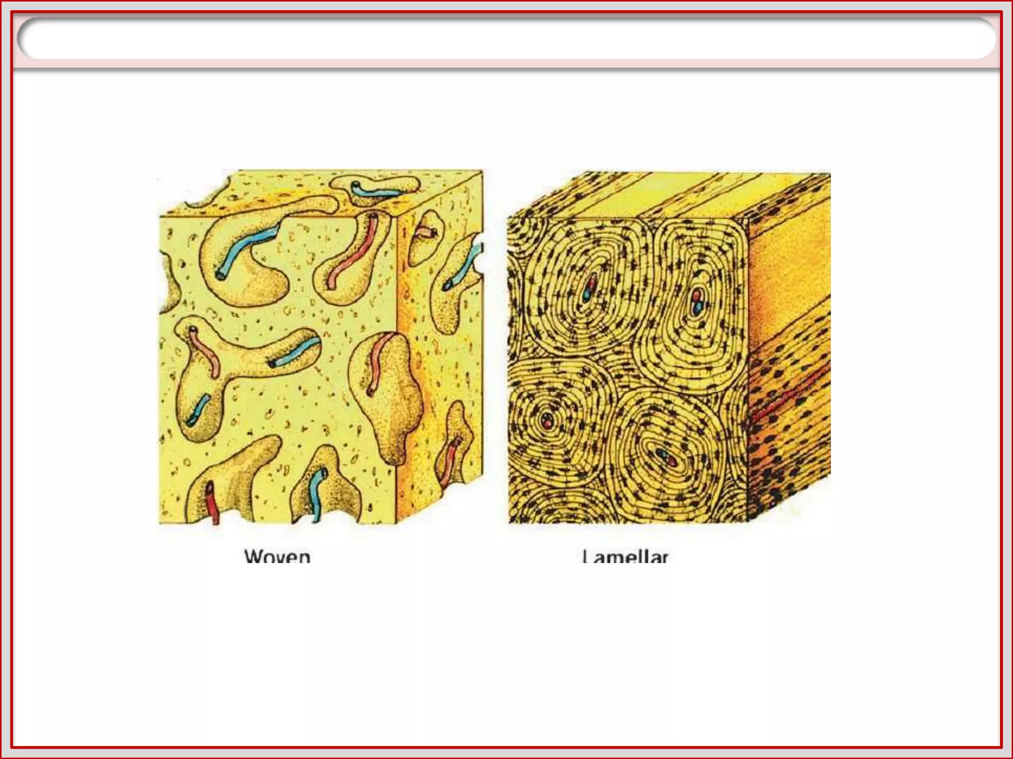 PROGRESSIVE LOADING IN IMPLANTS | PPTX