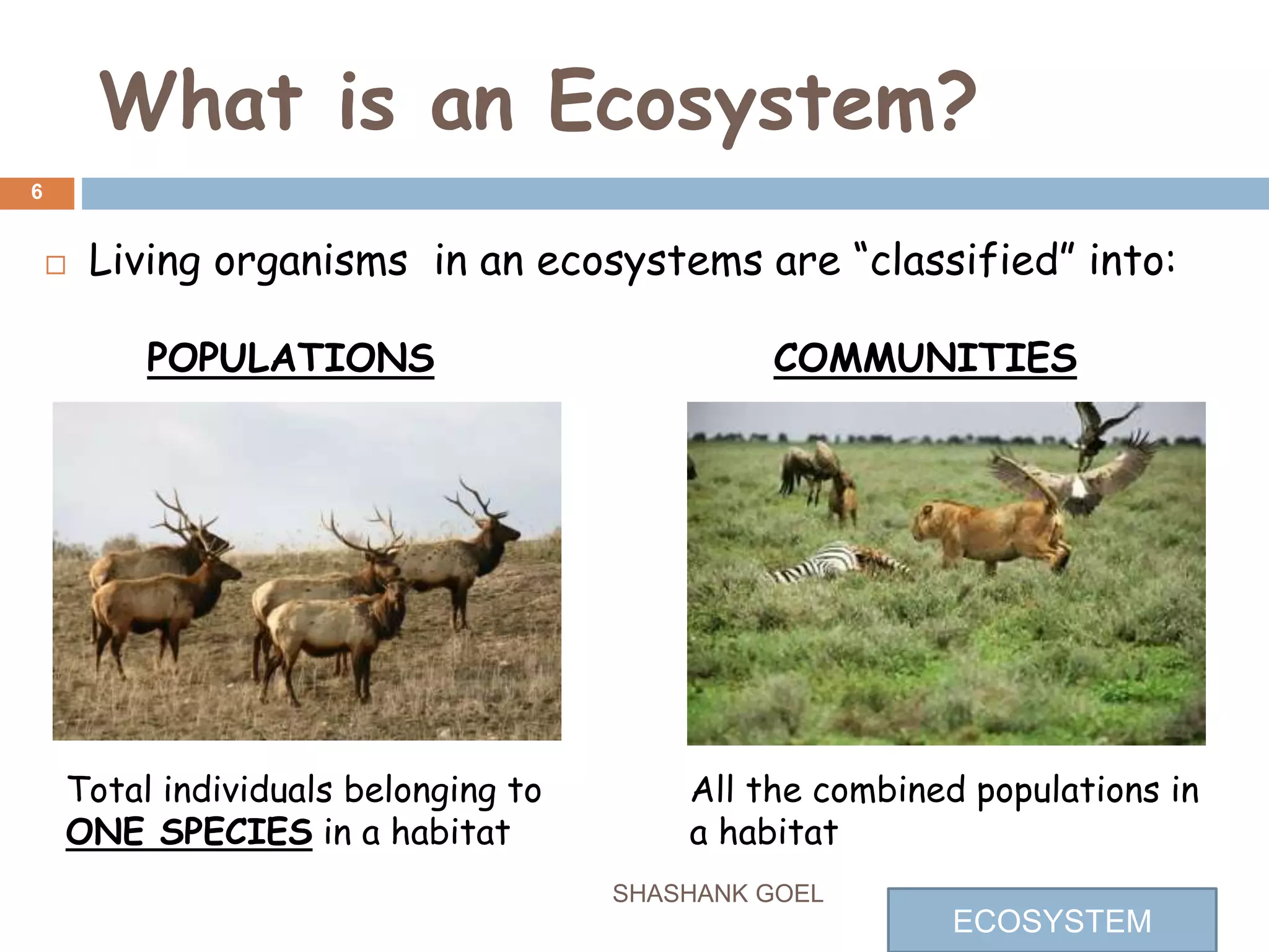 Ppt on ecosystem | PPTX