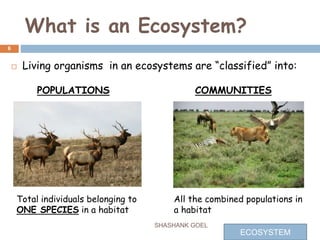 Ppt on ecosystem | PPTX