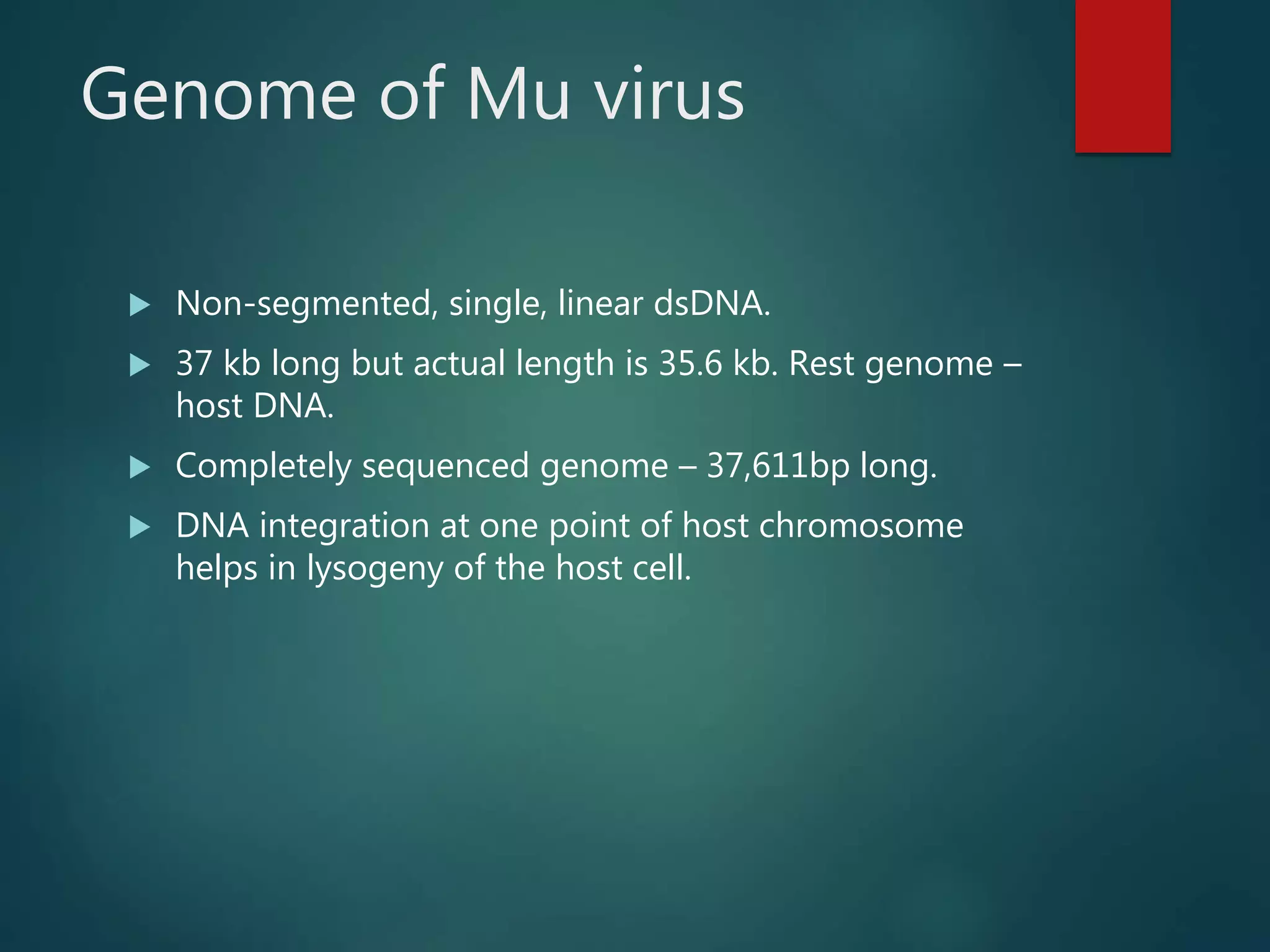 M13 and Mu Virus Structure and Life Cycle | PPTX