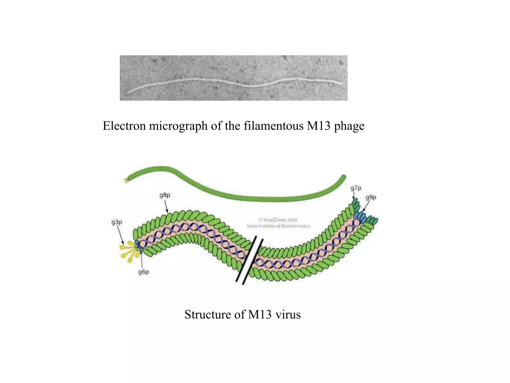 M13 and Mu Virus Structure and Life Cycle | PPTX