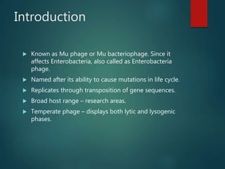 M13 and Mu Virus Structure and Life Cycle | PPTX