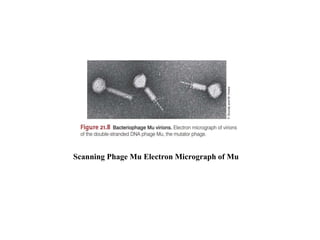 M13 and Mu Virus Structure and Life Cycle | PPTX | Biological Sciences ...