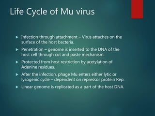 M13 and Mu Virus Structure and Life Cycle | PPTX