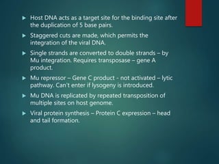 M13 and Mu Virus Structure and Life Cycle | PPTX | Biological Sciences ...