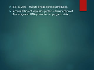 M13 and Mu Virus Structure and Life Cycle | PPTX