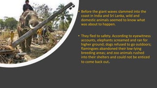 TSUNAMI class 8 English | PPTX