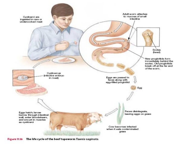 HELMINTHIASIS HELMINTHIC INFECTION