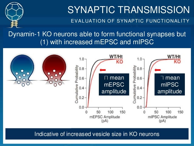 GSN6501 A Selective Activity-Dependent Requirement for Dynamin-1 in S…