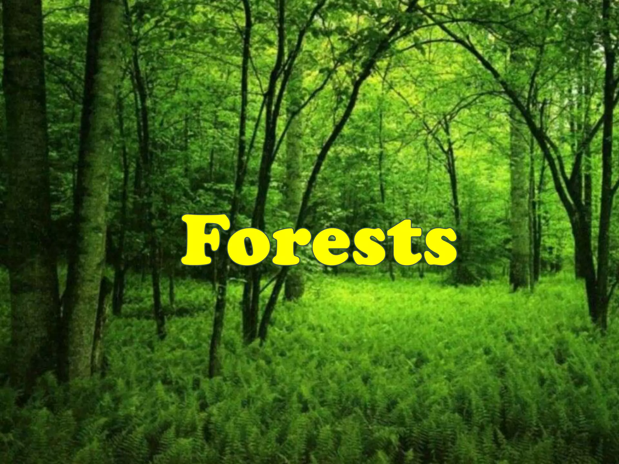 SHAYAAN KHAN PPT ON FORESTS OF INDIA.pdf