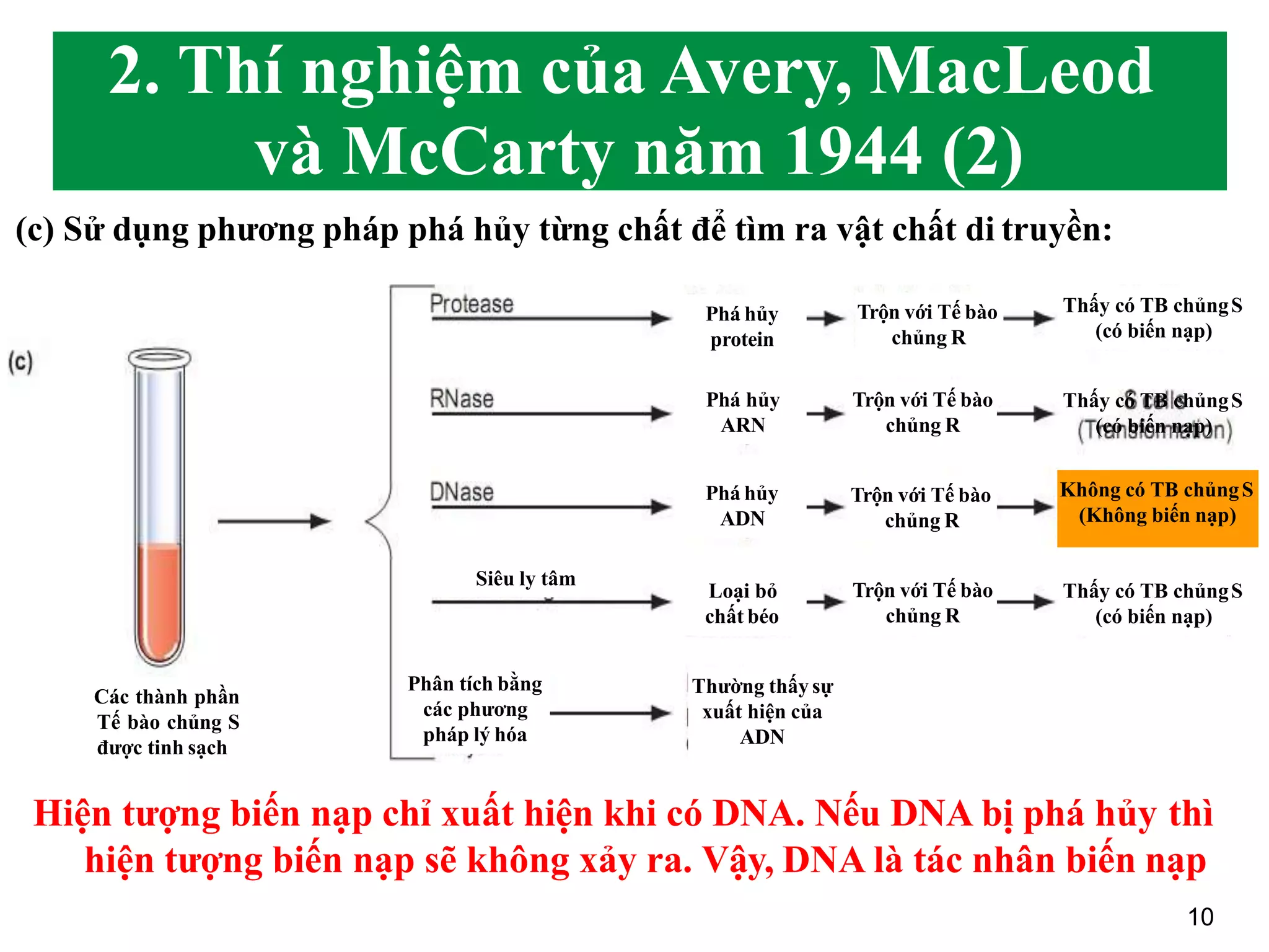 Cơ sở phân tử & tế bào của hiện tượng di truyền - Sinh học đại cương | PPTX