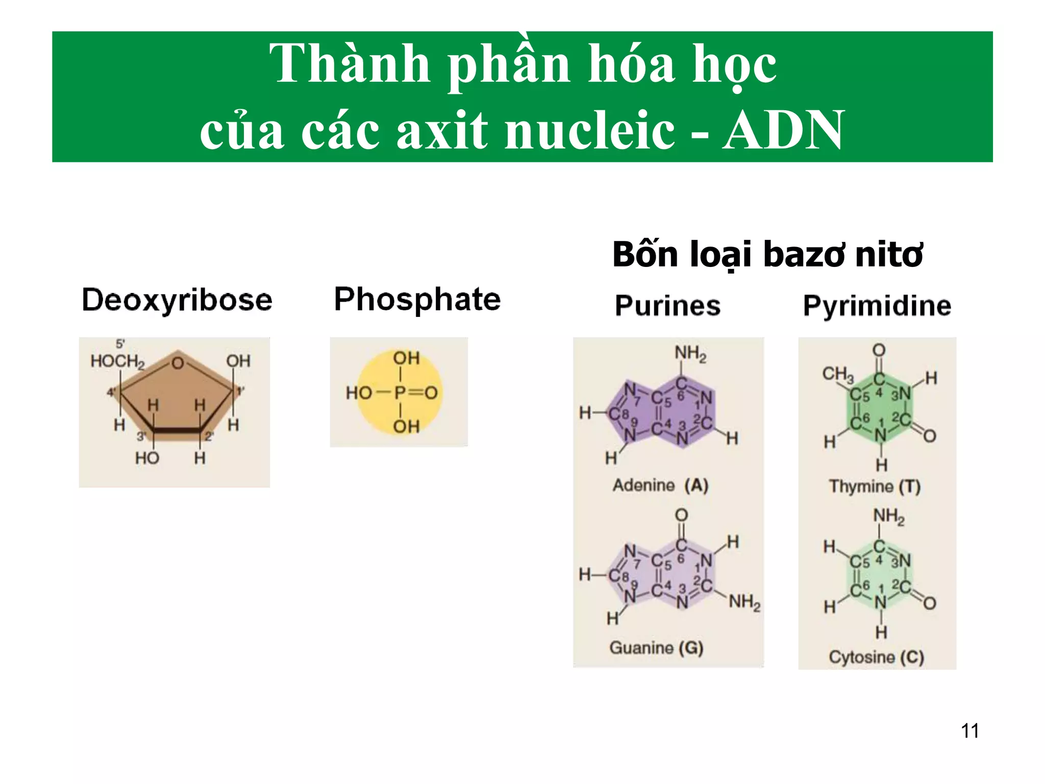 Cơ sở phân tử & tế bào của hiện tượng di truyền - Sinh học đại cương | PPTX