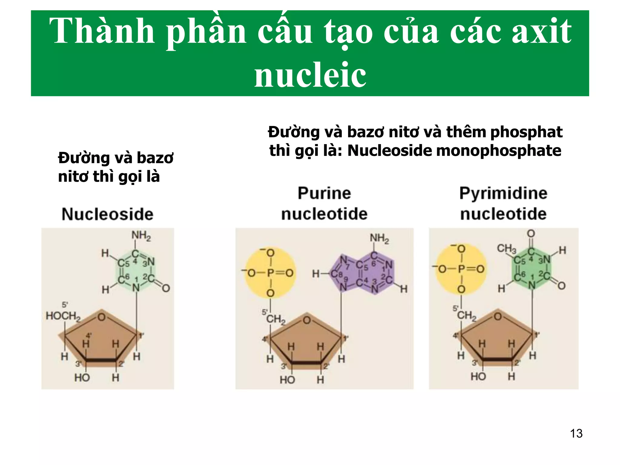 Cơ sở phân tử & tế bào của hiện tượng di truyền - Sinh học đại cương | PPTX