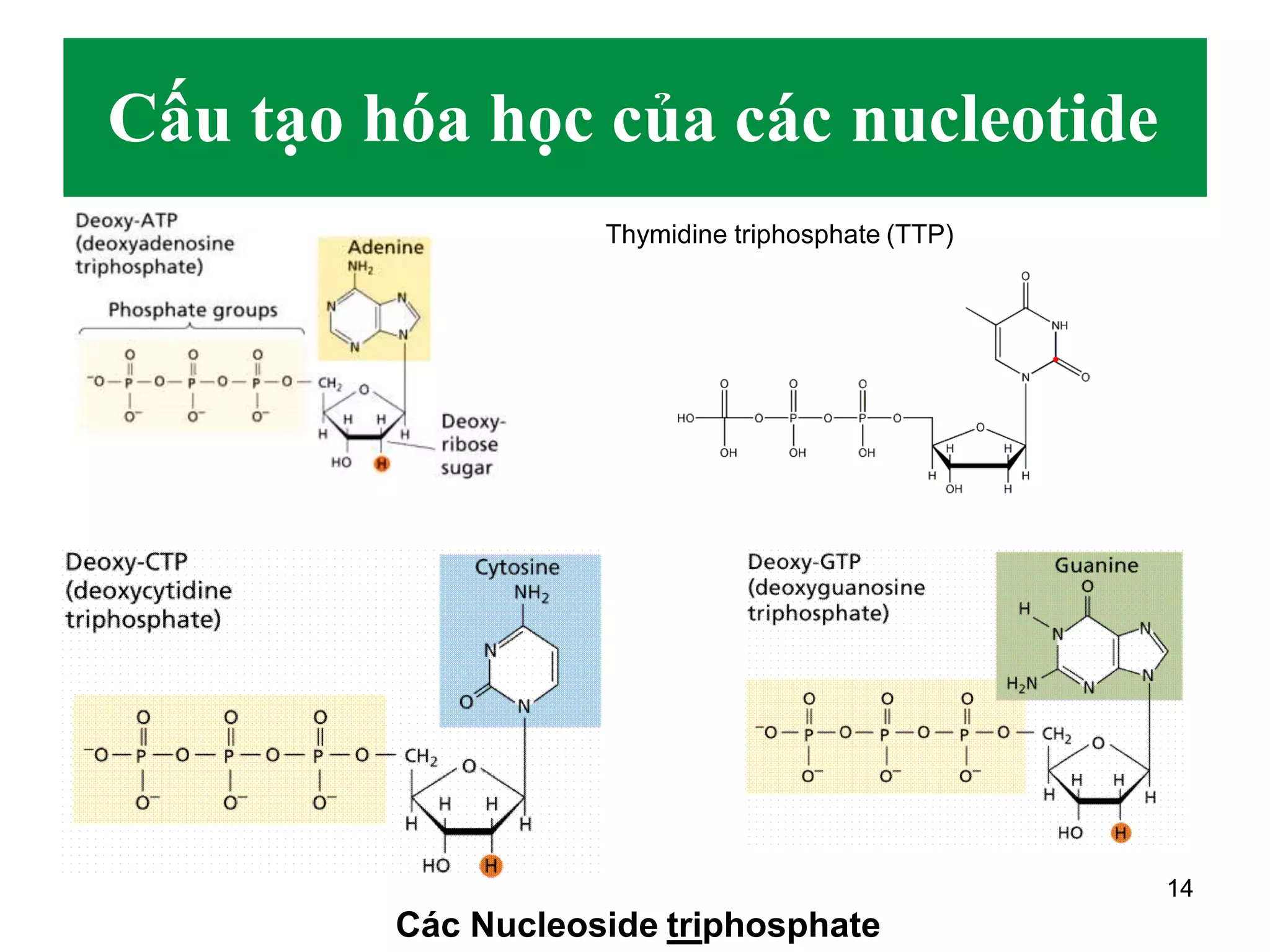 Cơ sở phân tử & tế bào của hiện tượng di truyền - Sinh học đại cương | PPTX