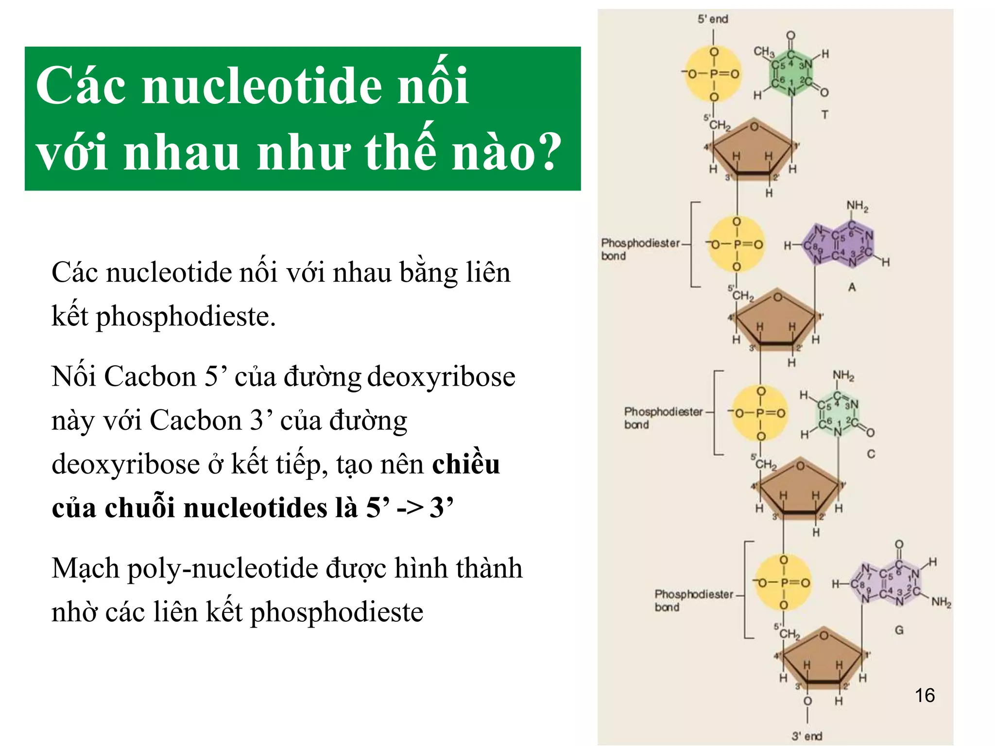 Cơ sở phân tử & tế bào của hiện tượng di truyền - Sinh học đại cương | PPTX