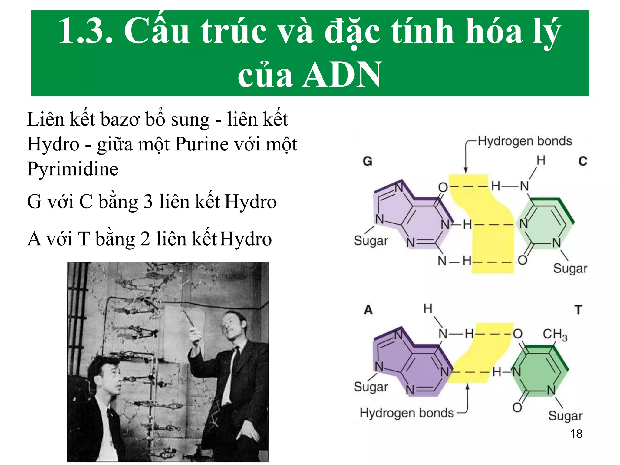 Cơ sở phân tử & tế bào của hiện tượng di truyền - Sinh học đại cương | PPTX