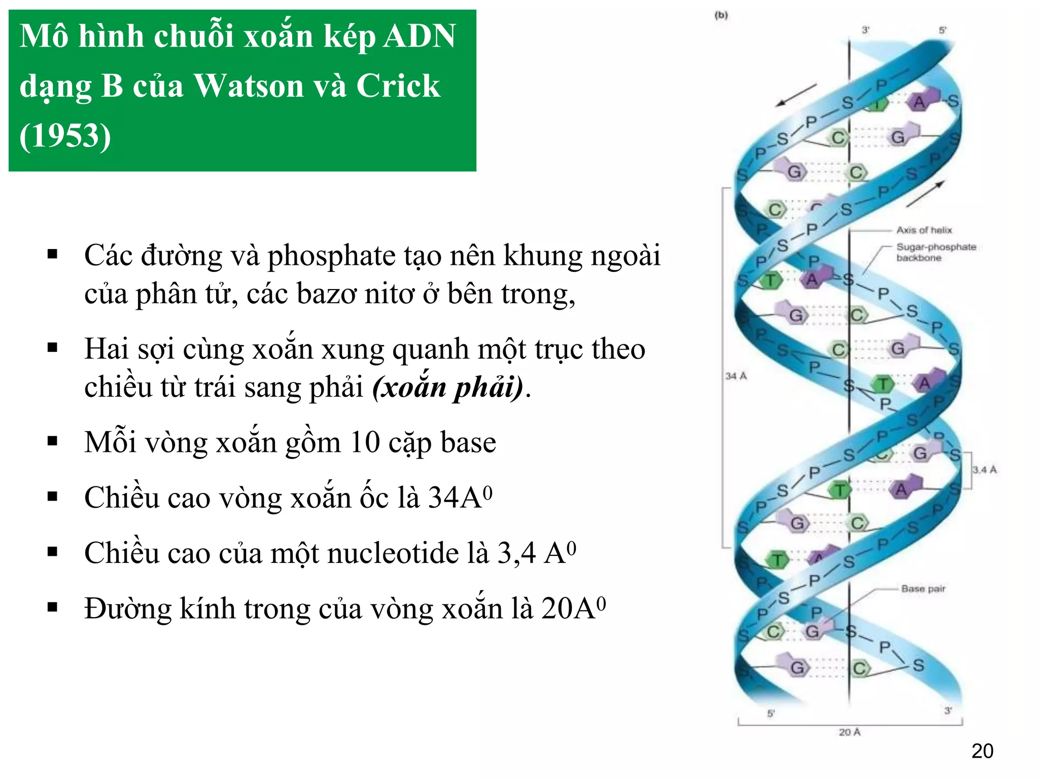 Cơ sở phân tử & tế bào của hiện tượng di truyền - Sinh học đại cương | PPTX