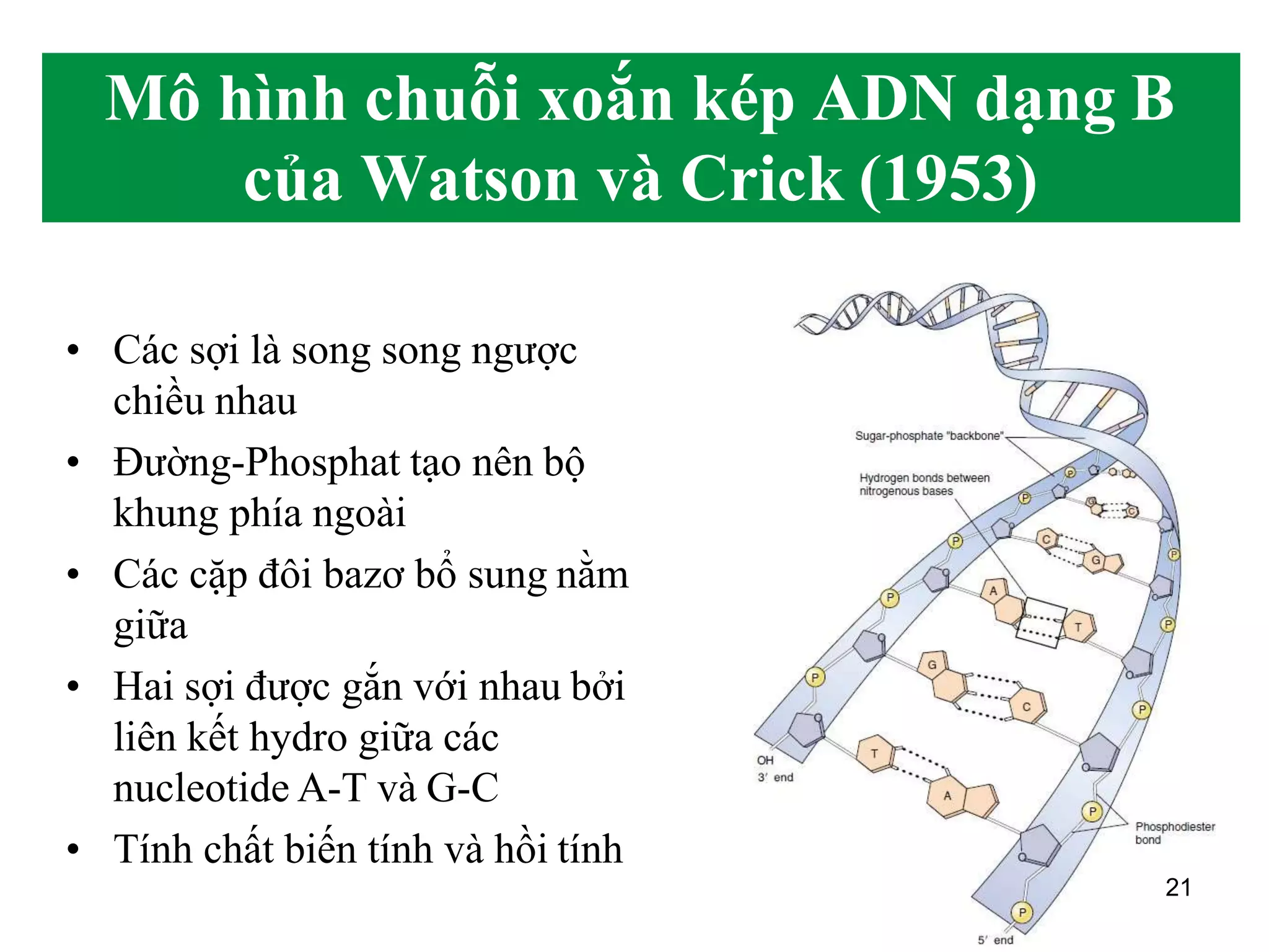 Cơ sở phân tử & tế bào của hiện tượng di truyền - Sinh học đại cương | PPTX