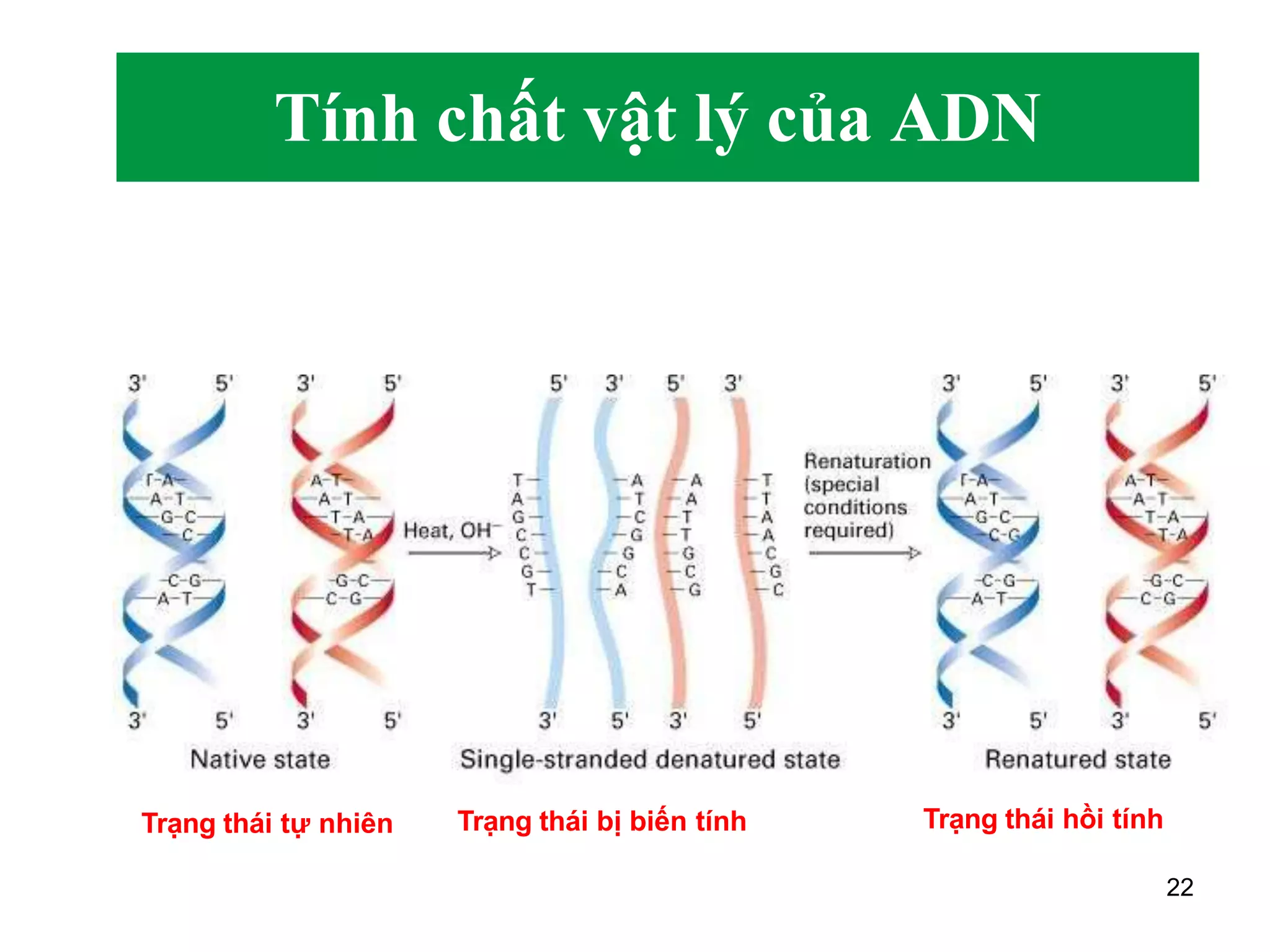 Cơ sở phân tử & tế bào của hiện tượng di truyền - Sinh học đại cương | PPTX