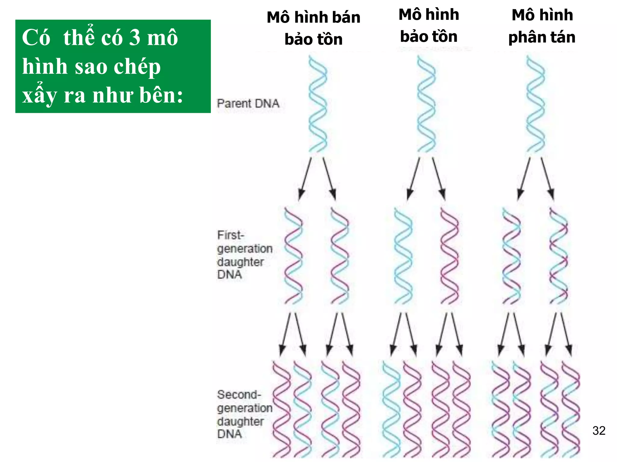Cơ sở phân tử & tế bào của hiện tượng di truyền - Sinh học đại cương | PPTX